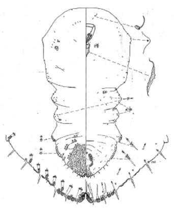 Diaspididae en Citrus spp. (Rutaceae) de Colombia: Nuevos registros y ...
