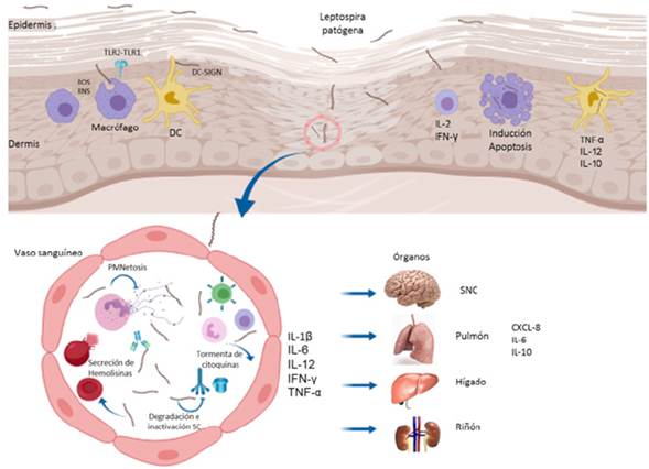 Inmunología de la leptospirosis