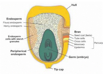 Starch in ruminant diets: a review