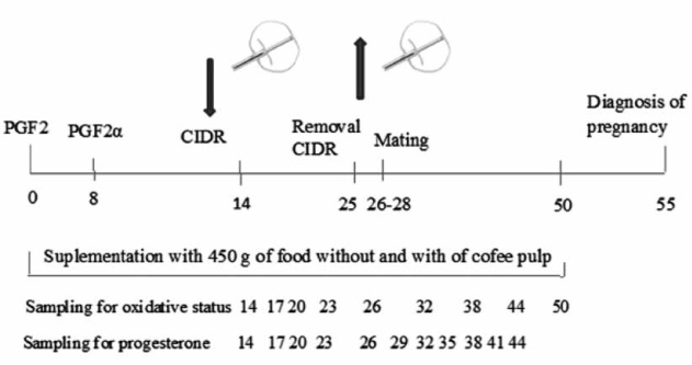 Oxidative status and fertility of ewes supplemented coffee pulp during estrous ¤ synchronization ...