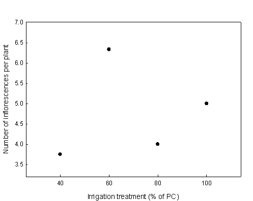 Kalanchoe crop development under different levels of irrigation