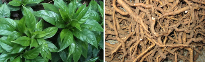 Emetine and cephaeline content in plants of Psychotria ipecacuanha in ...