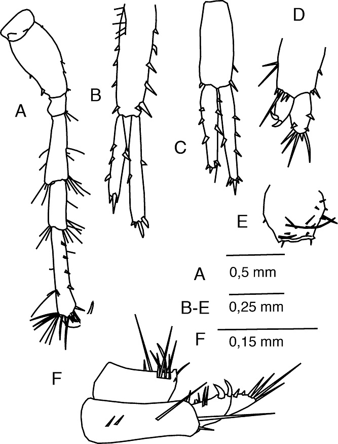 A new amphipod species (Peracarida: Amphipoda: Ampithoidae) collected ...