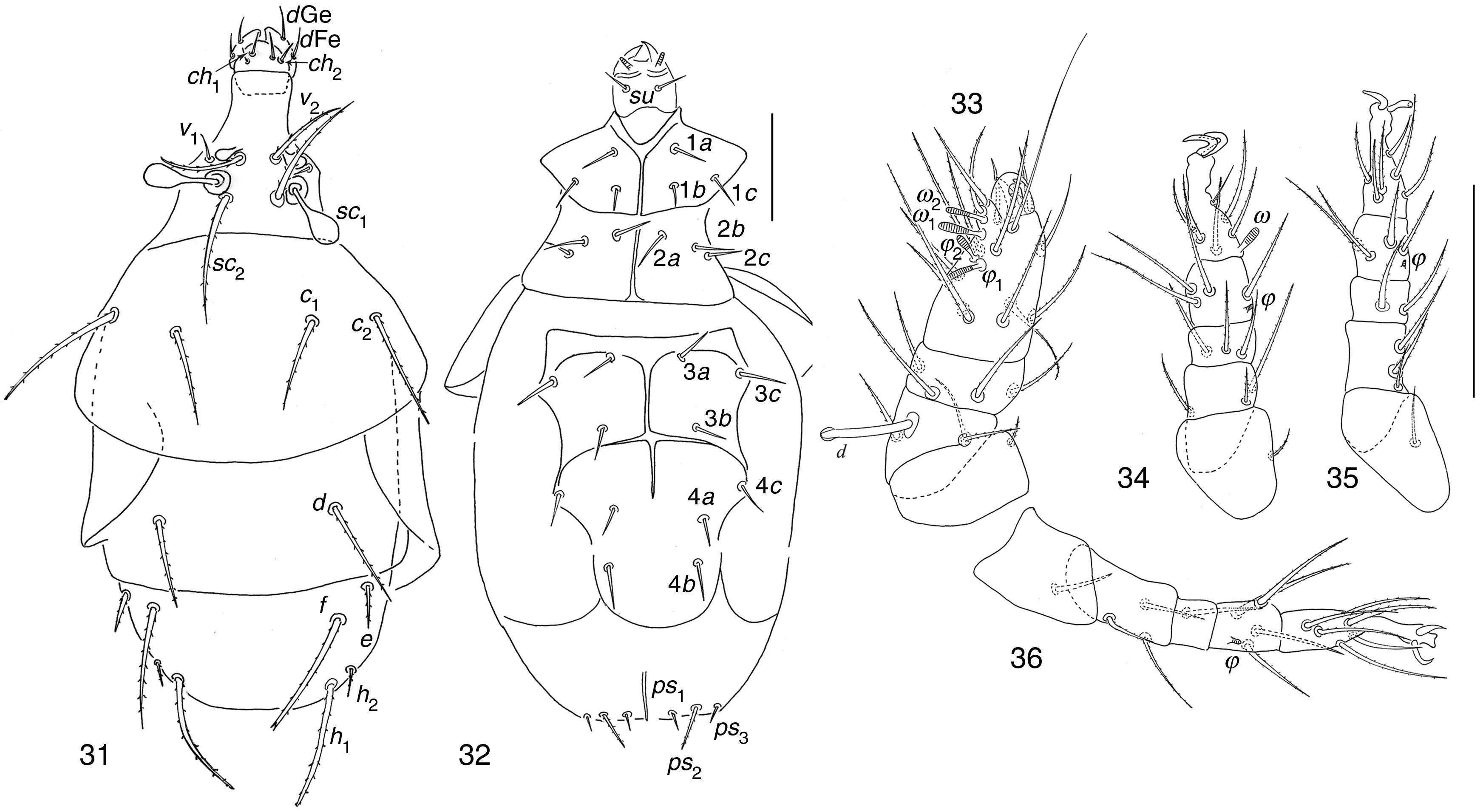 Mites of the families Pygmephoridae and Neopygmephoridae (Acari ...