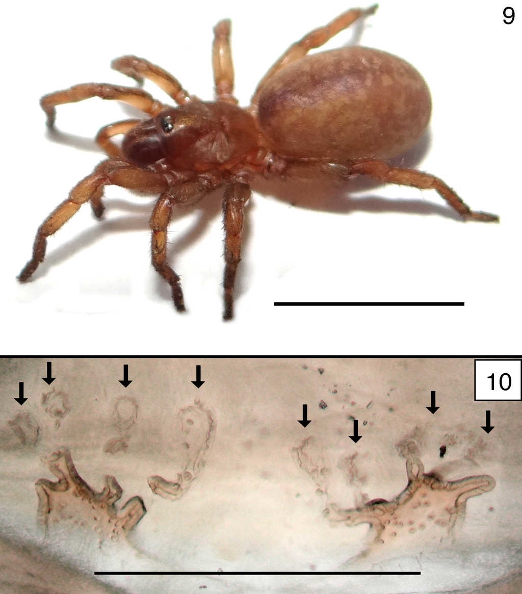 Description of the male of Stenoterommata uruguai (Araneae ...
