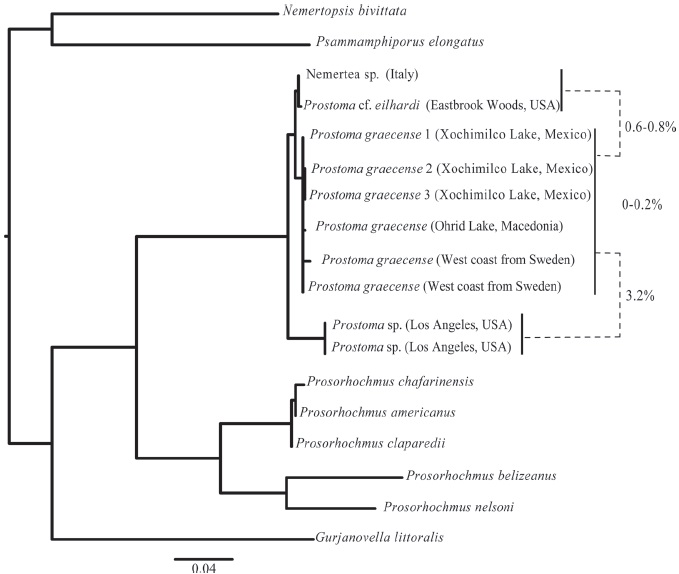 Rediscovery of the nemertean Prostoma graecense from Xochimilco, 75 ...