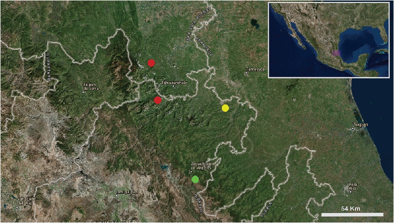 Potosa elsanto sp. nov., the third species of the genus Potosa ...