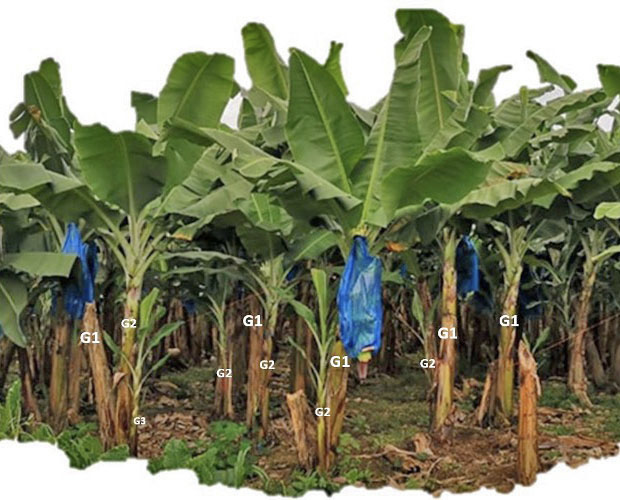 Uso de sensores remotos en la agricultura: aplicaciones en el cultivo ...