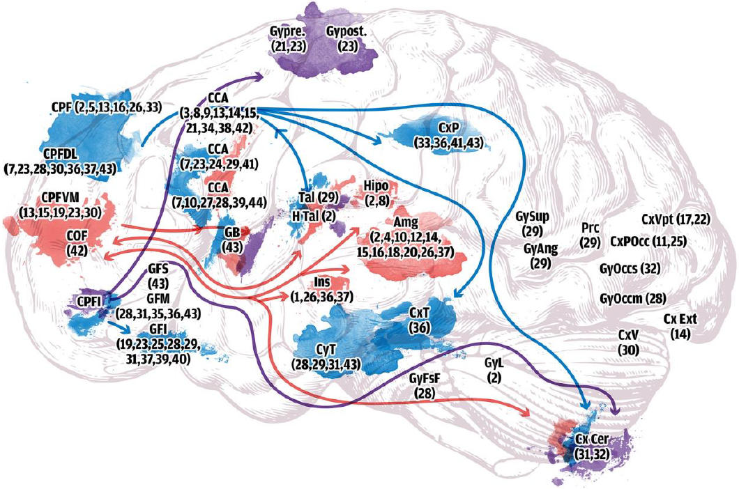 EL PARADIGMA STROOP EMOCIONAL: CIRCUITOS HIPOTÉTICOS IMPLICADOS EN ...