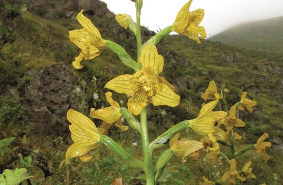The Chloraea from Lima, a little-known species but described several times