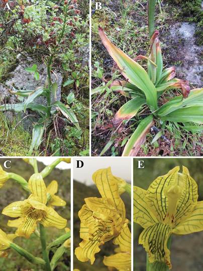 The Chloraea from Lima, a little-known species but described several times