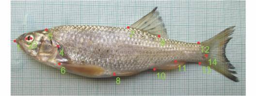 Genetic and morphometric comparison of two isolated populations of ...