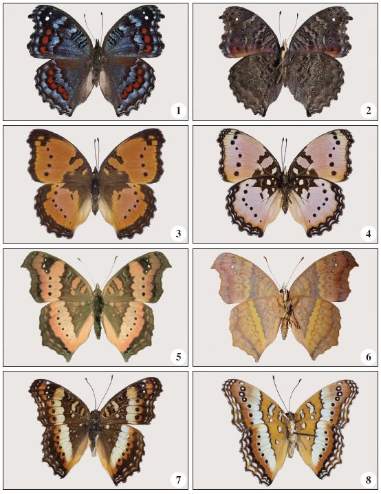 On the butterflies of genus Precis Hübner, 1819 known in Angola, with ...