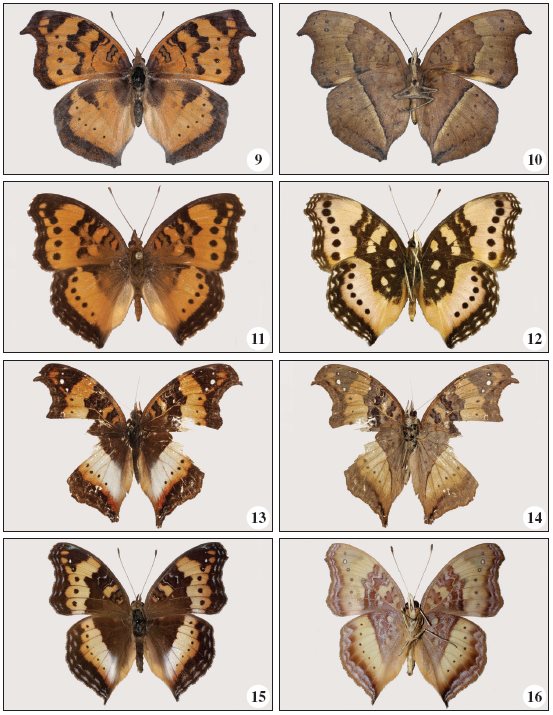 On the butterflies of genus Precis Hübner, 1819 known in Angola, with ...