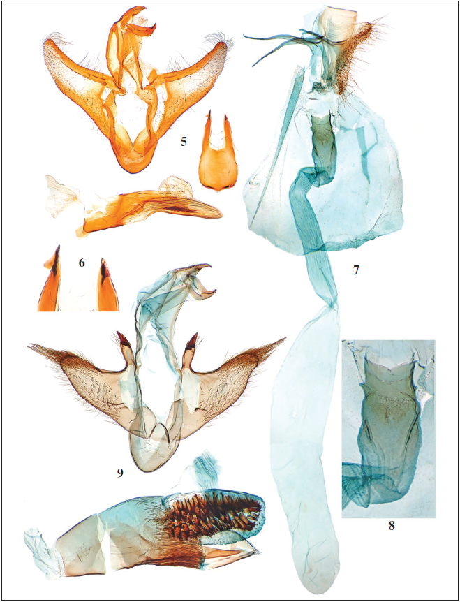 Notes from Old World Crambinae (II). New species of Chilo Zincken, 1817 ...