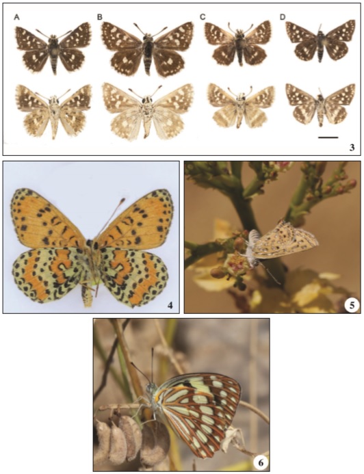 Contribution to the knowledge of the Papilionoidea fauna of Dhofar ...