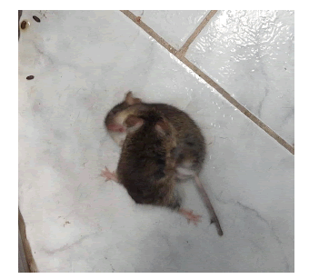 EFECTO DE LA CONDICIÓN SOCIAL DE ALOJAMIENTO EN CAUTIVERIO SOBRE ...