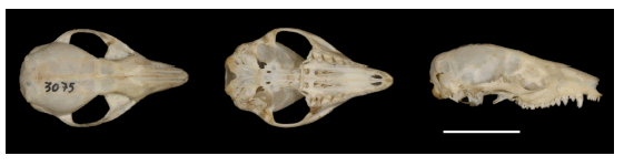 Cryptonanus agricolai (DIDELPHIMORPHIA, DIDELPHIDAE) IN THE ATLANTIC ...