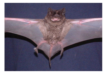 THIRTY-SIX YEARS OF RESEARCH ON BATS (MAMMALIA, CHIROPTERA) IN THE ...