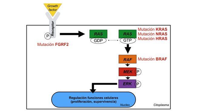 Bases moleculares de los tumores odontogénicos benignos: revisión de la ...