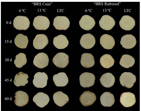 Mitigation of chilling injury in sweet potato roots subjected to low ...