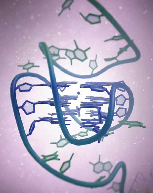 Beyond the double helix: The structure of DNA G-quadruplexes