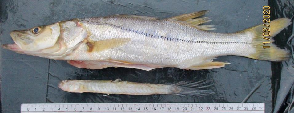 Captura de una presa inesperadamente grande por el pez Centropomus ...