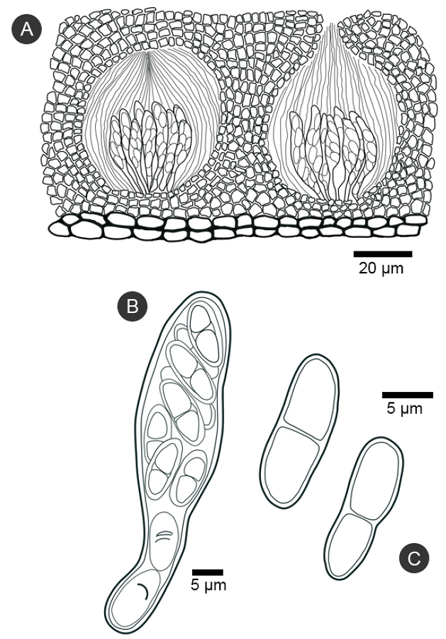 First record of Mycoporum buckii (Dothideomycetes, Pleosporales) in Mexico