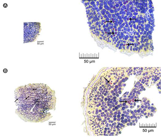 Endosperm starch grains of Andropogon, Arthraxon hispidus, and ...
