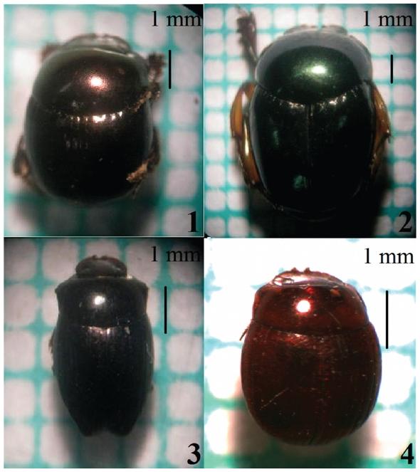 Primer reporte de cuatro especies de escarabajos coprófagos (Coleoptera ...