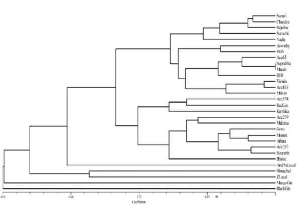 Molecular characterization of ginger genotypes using RAPD and SSR markers