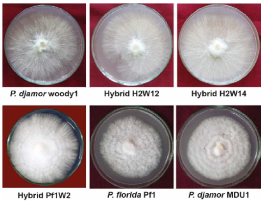 Cropping duration and non-rhizomorphic mycelial phenotype of Pleurotus ...