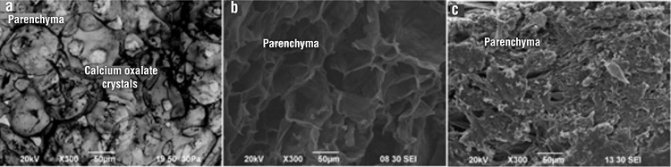 Influence of microwave drying process on microstructure and ...