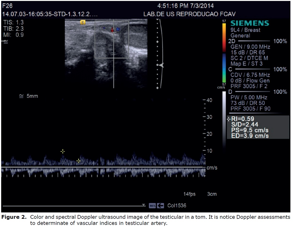 Ultrasonographic methods for evaluation of testicles in cats
