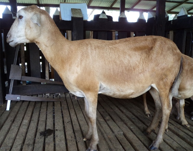 Morphological and phaneroptic characterization of Sudan female ...