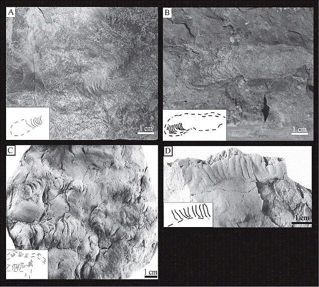 Implicaciones ambientales de las trazas fósiles de la Formación ...
